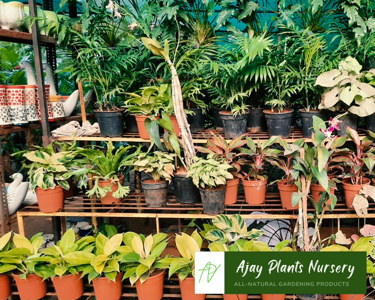 Ajay Plants Nursery